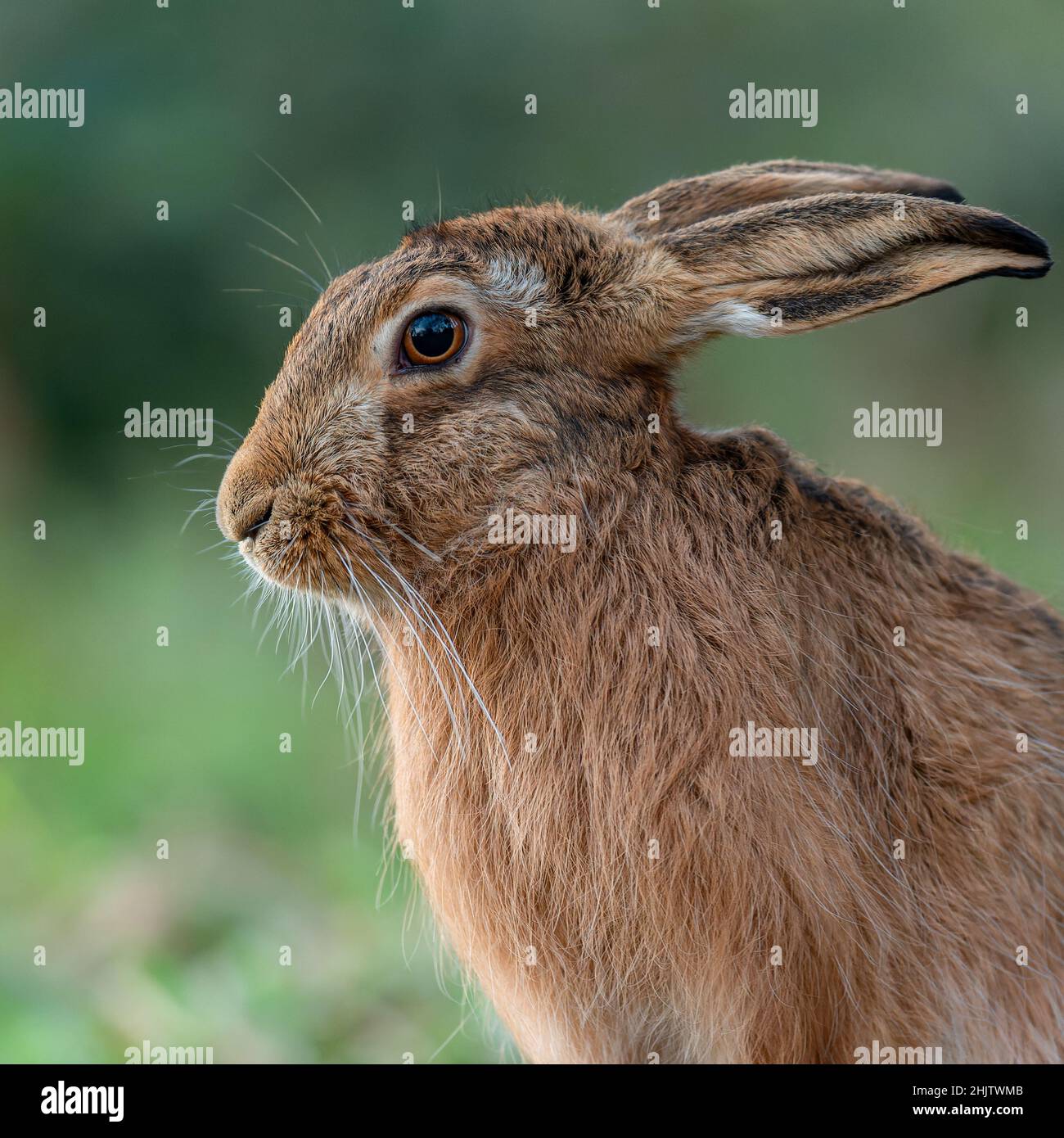 Brown Hare Lepus europaeus portrait shot of a sub adult animal at rest ...