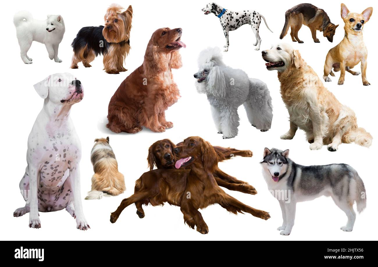 Different breed dogs Cut Out Stock Images & Pictures - Alamy