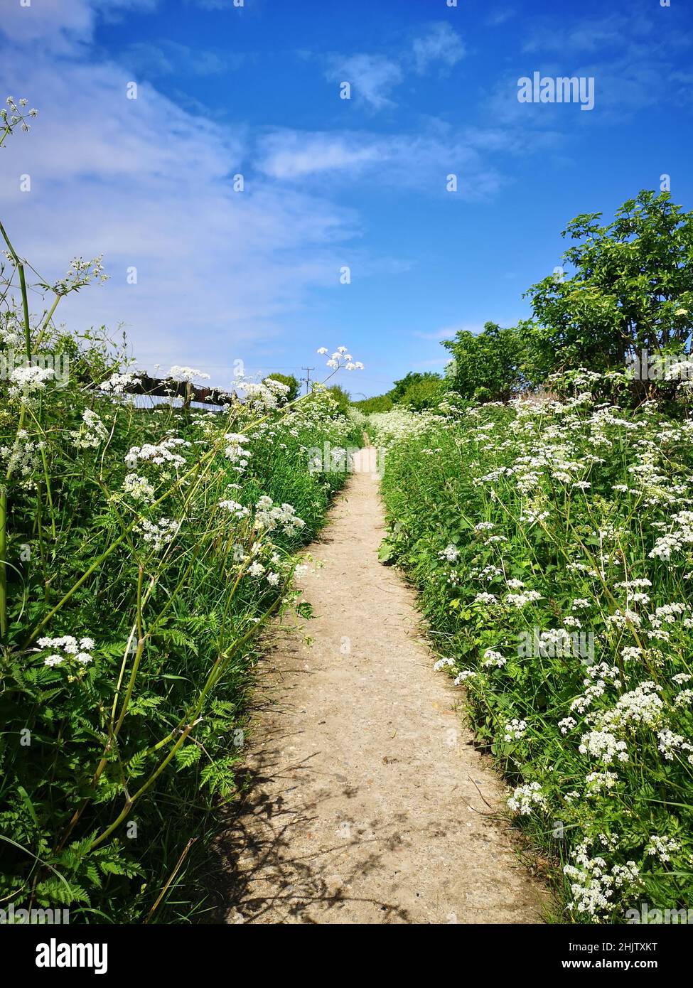 Closeup of a trail surrounded with white flowers Stock Photo - Alamy