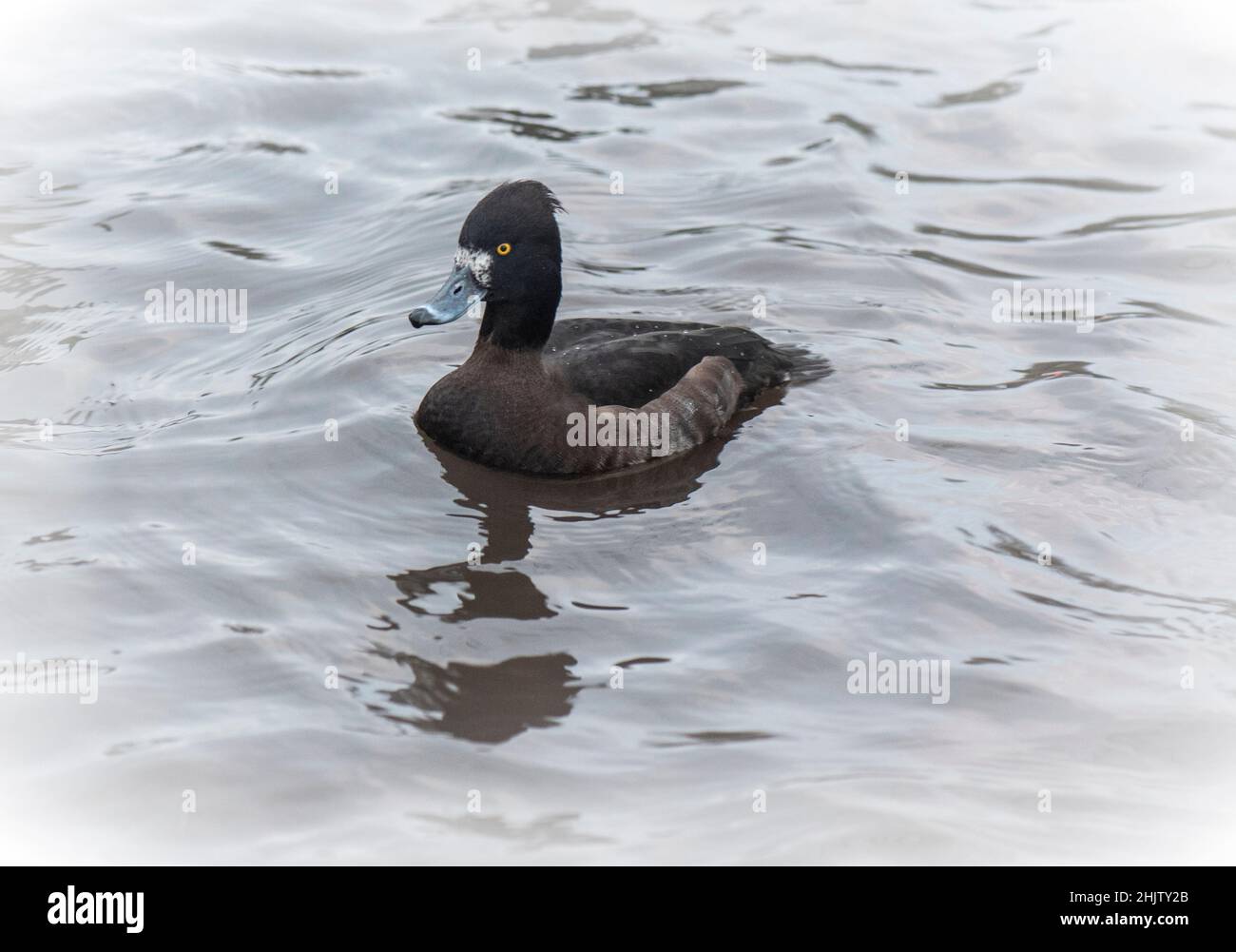 Tufted Diving Duck (Black and White Swimming Bird) at Batchley Pond ...