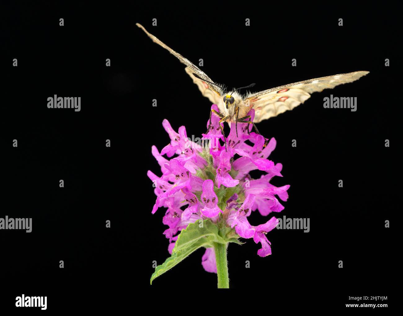 An American Apollo (Clodius Parnassian) butterfly resting on a flower ...