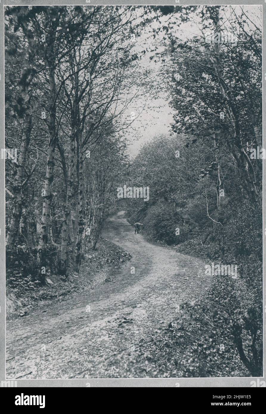 A Wooded Lane, Orkney. Orkney Islands (1913 Stock Photo - Alamy