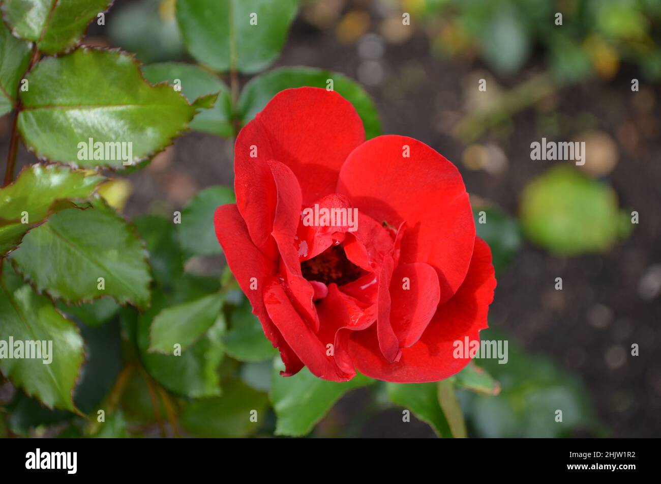 Red Rose in Rose Garden in Paris, France Stock Photo - Alamy