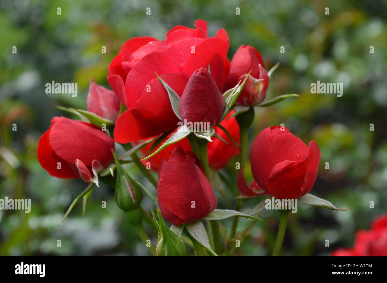 Red Roses in a rose garden in Paris, France Stock Photo - Alamy