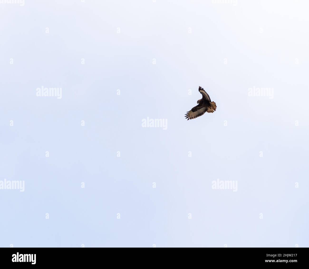 Common buzzard soaring in the clear sky Stock Photo - Alamy