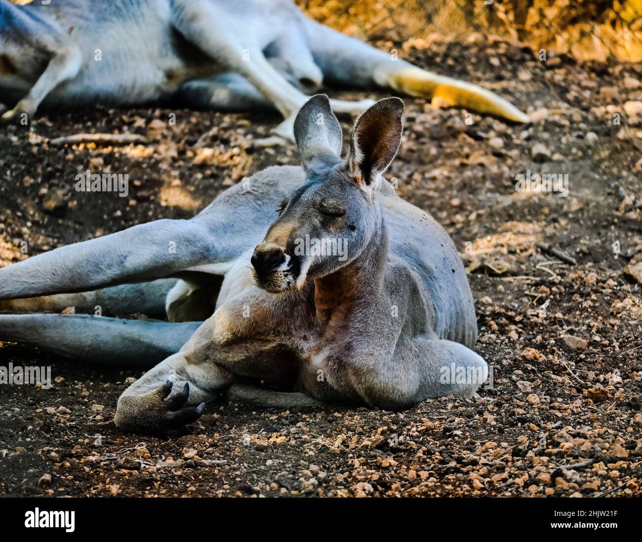 A kangaroo laying and resting in a zoo habitat Stock Photo - Alamy