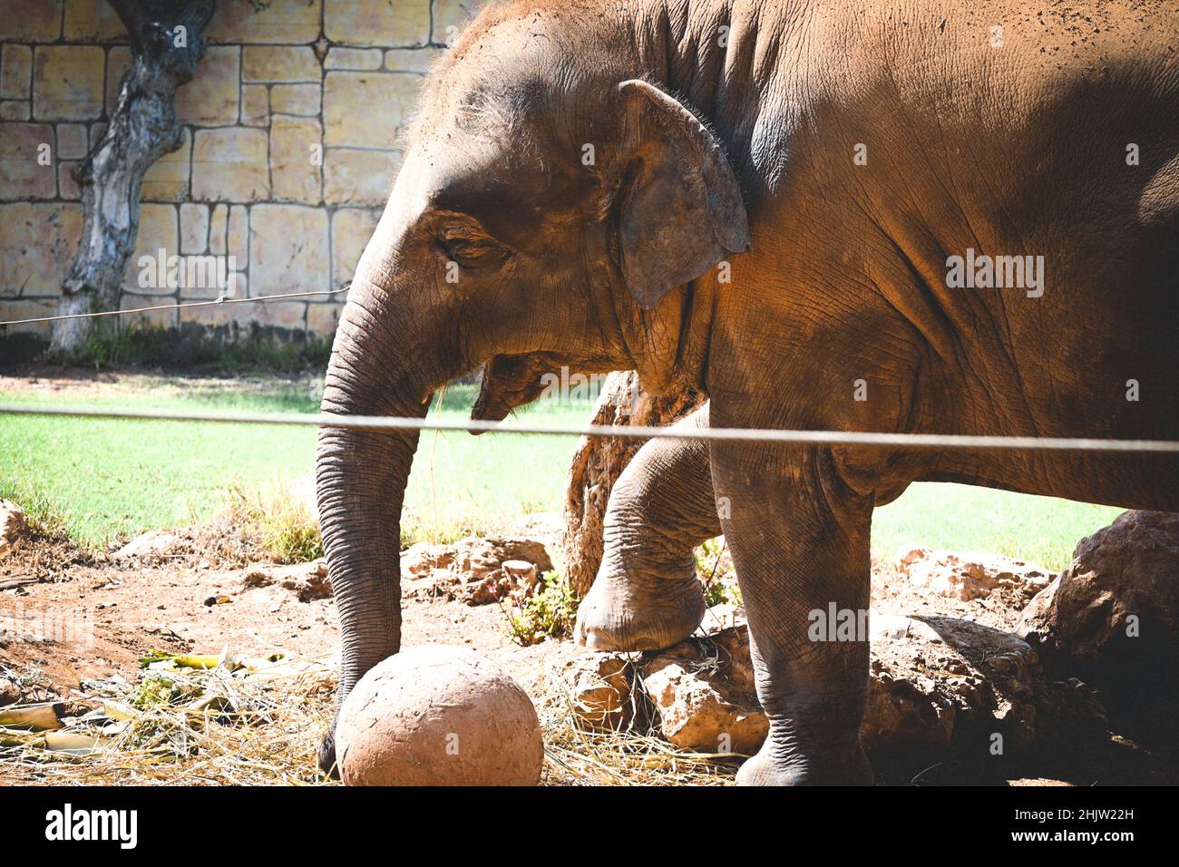 Large gray elephant on a sunny zoo habitat Stock Photo - Alamy