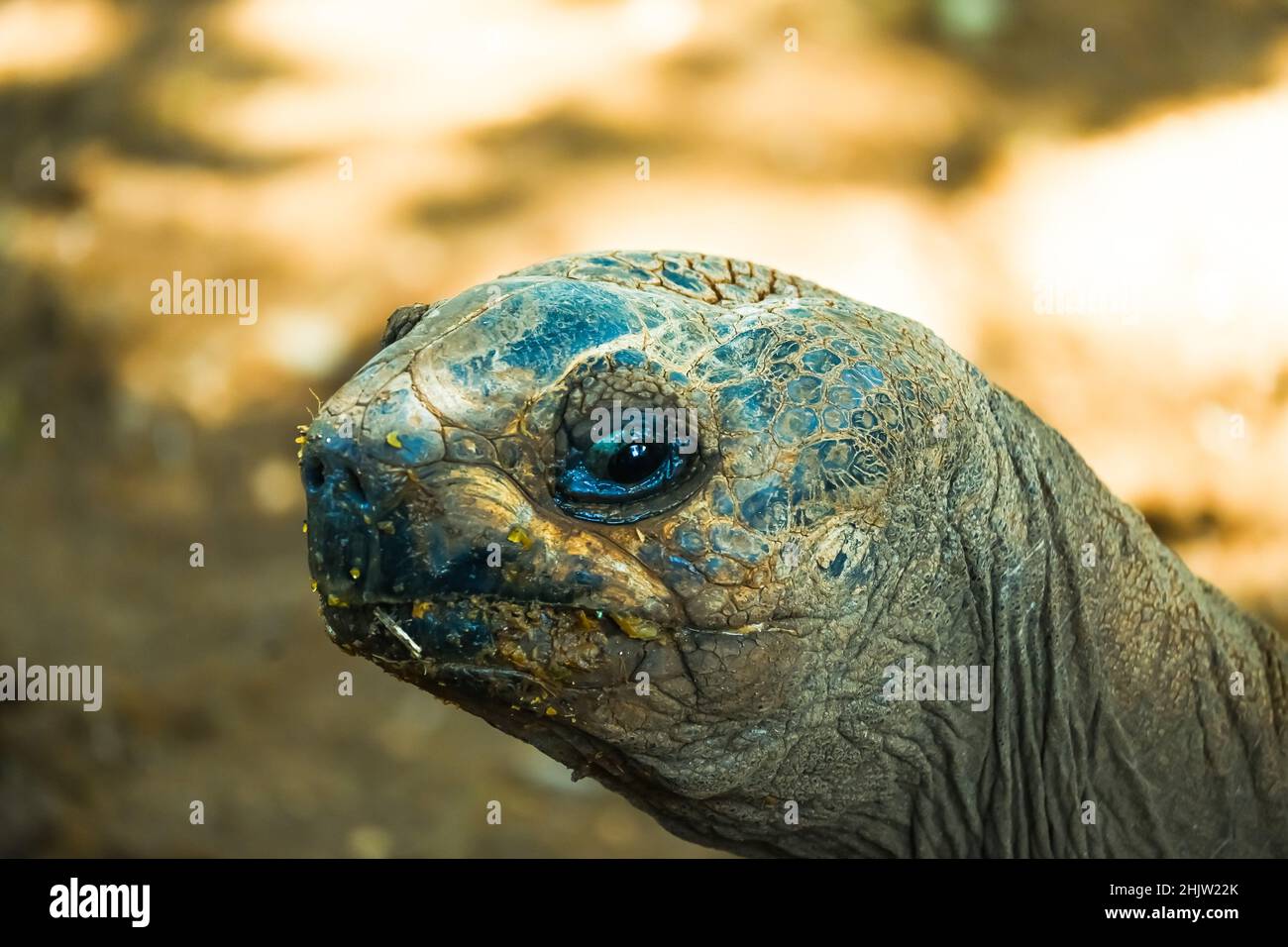 Closeup shot of a green tortoise face with blue eyes Stock Photo - Alamy