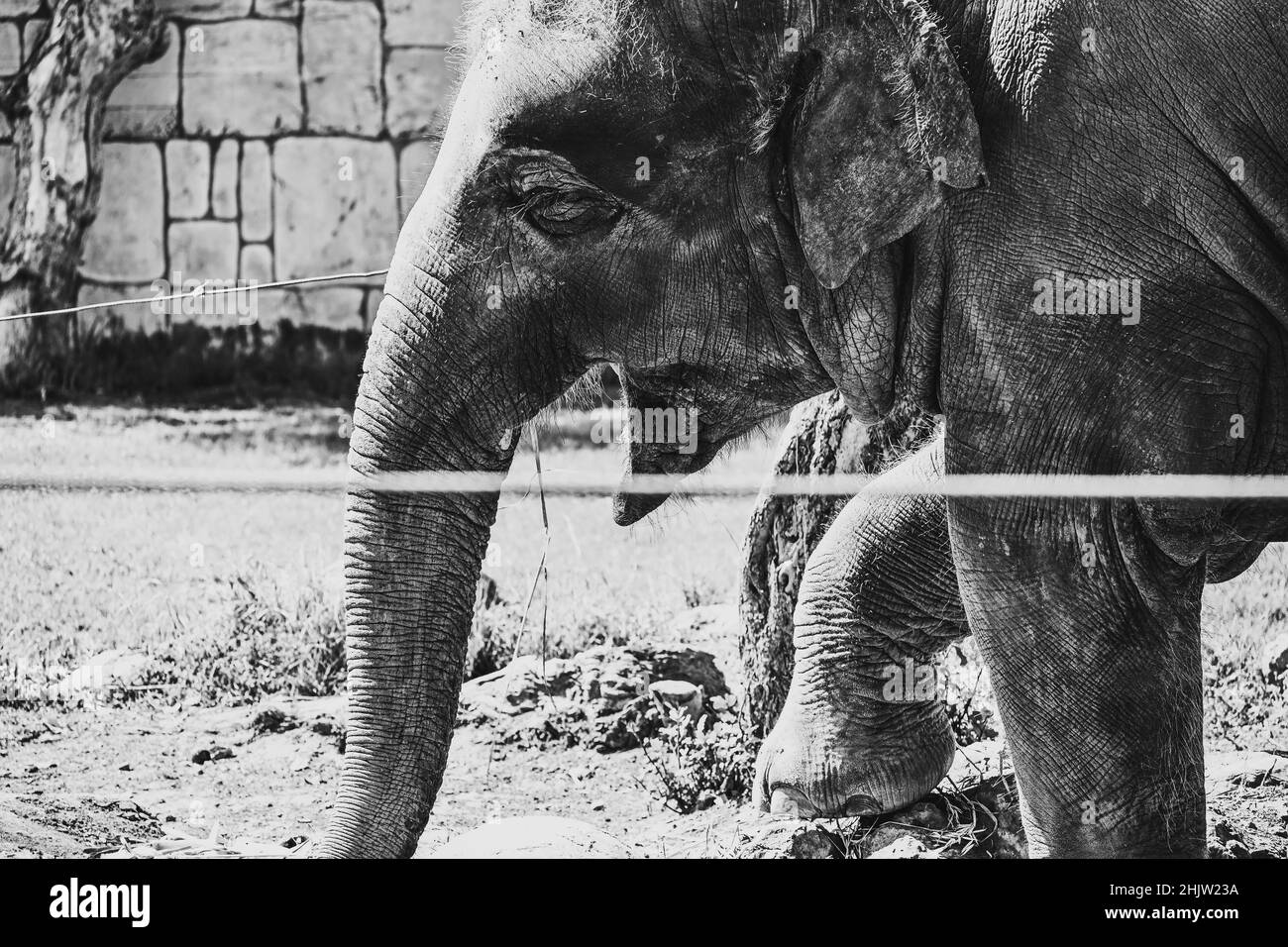 Grayscale shot of an elephant in a zoo habitat Stock Photo - Alamy