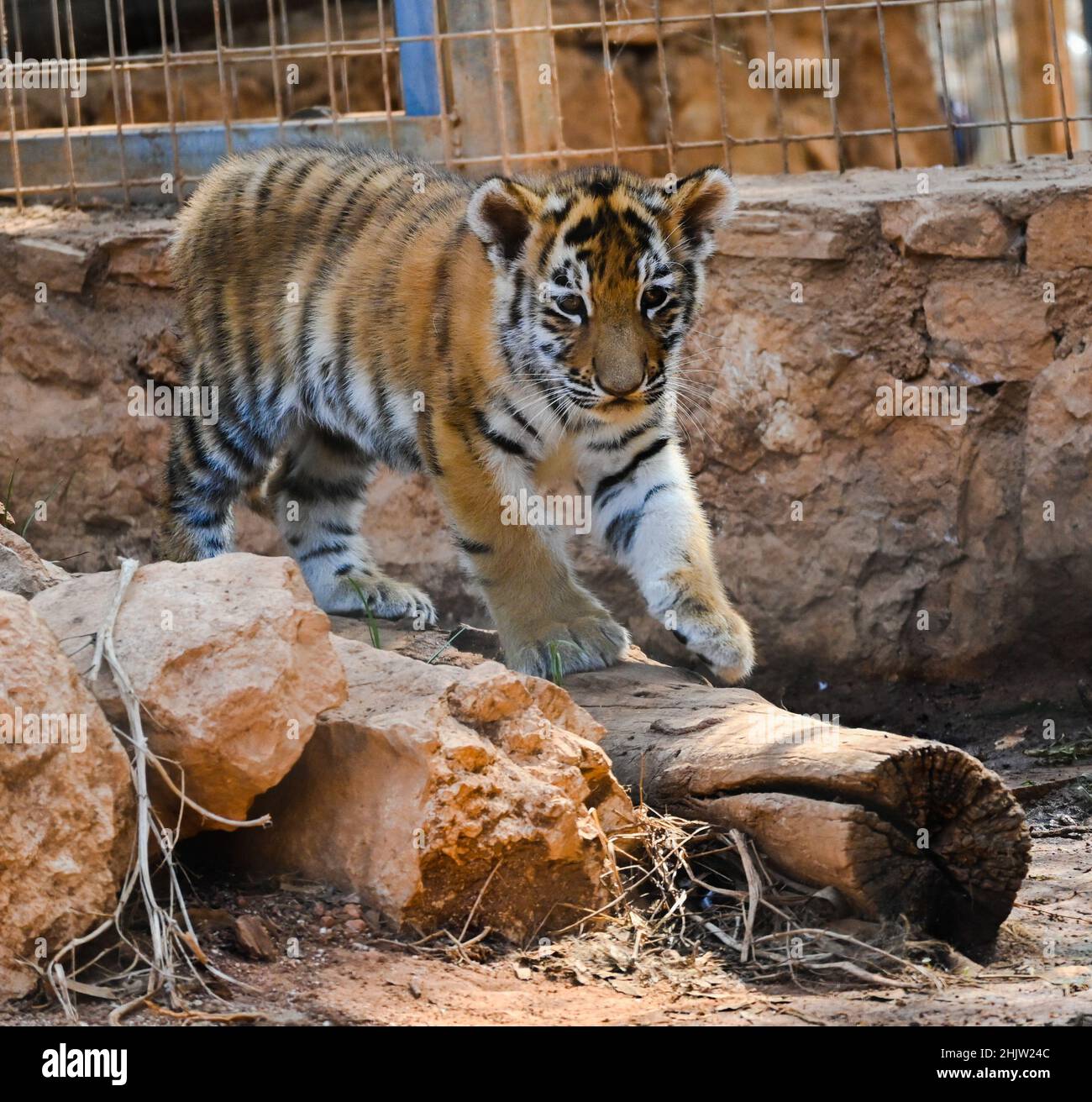Beautiful lion cub walking around on a zoo habitat Stock Photo - Alamy