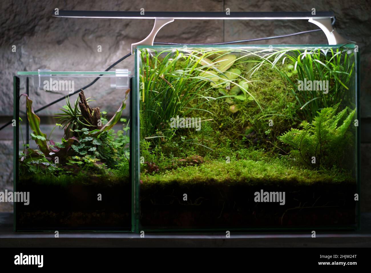 Modern closed florarium in interior. Mini home garden glass container ...