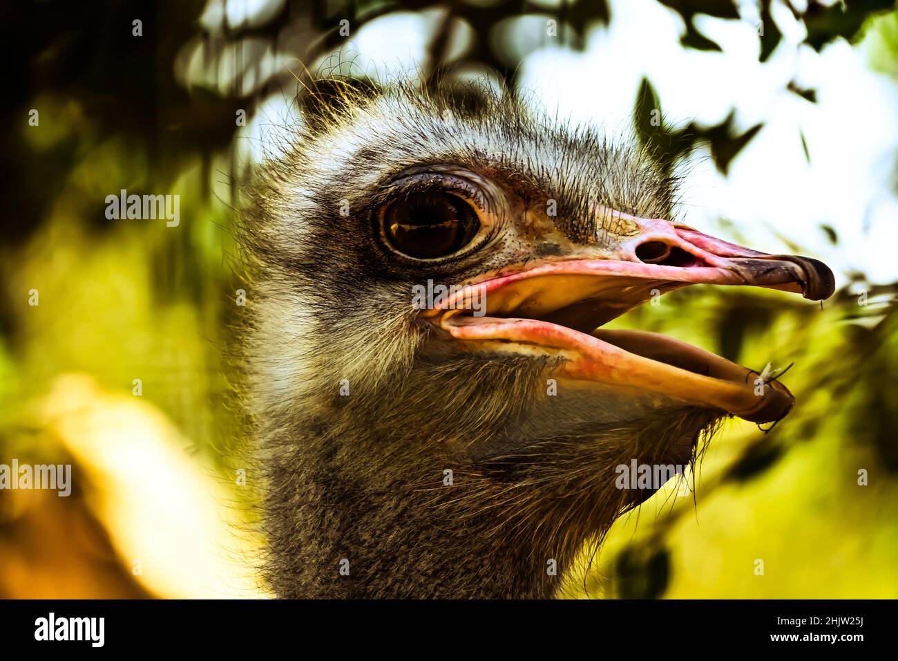 Ostrich beak details hi-res stock photography and images - Alamy