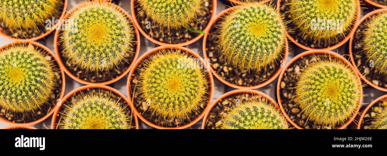 Cactus background pattern. Small cacti in pots BANNER, LONG FORMAT ...