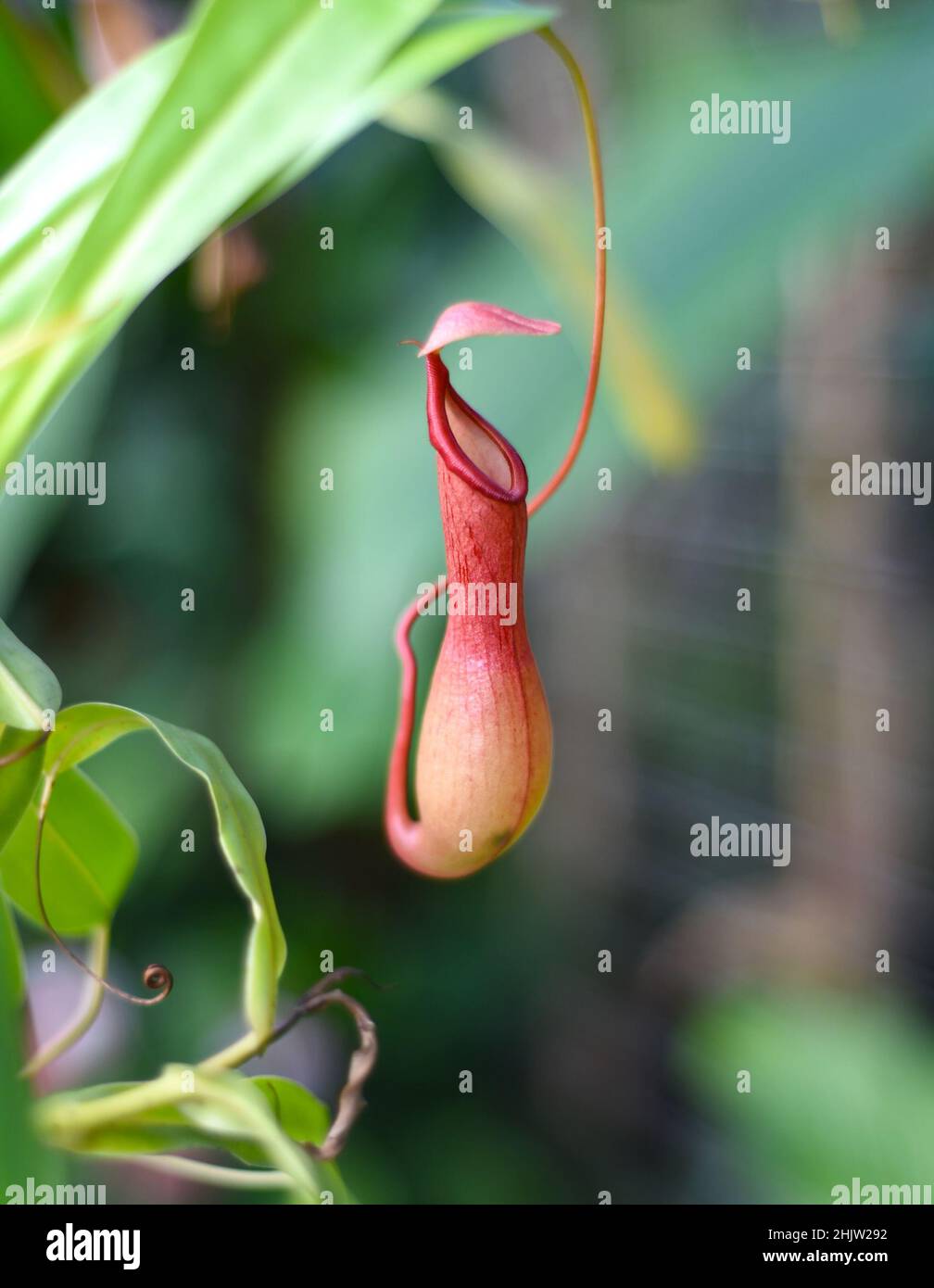 Art Objects Handmade Clay Flowers Mini Pitcher Plant Green Cute ...