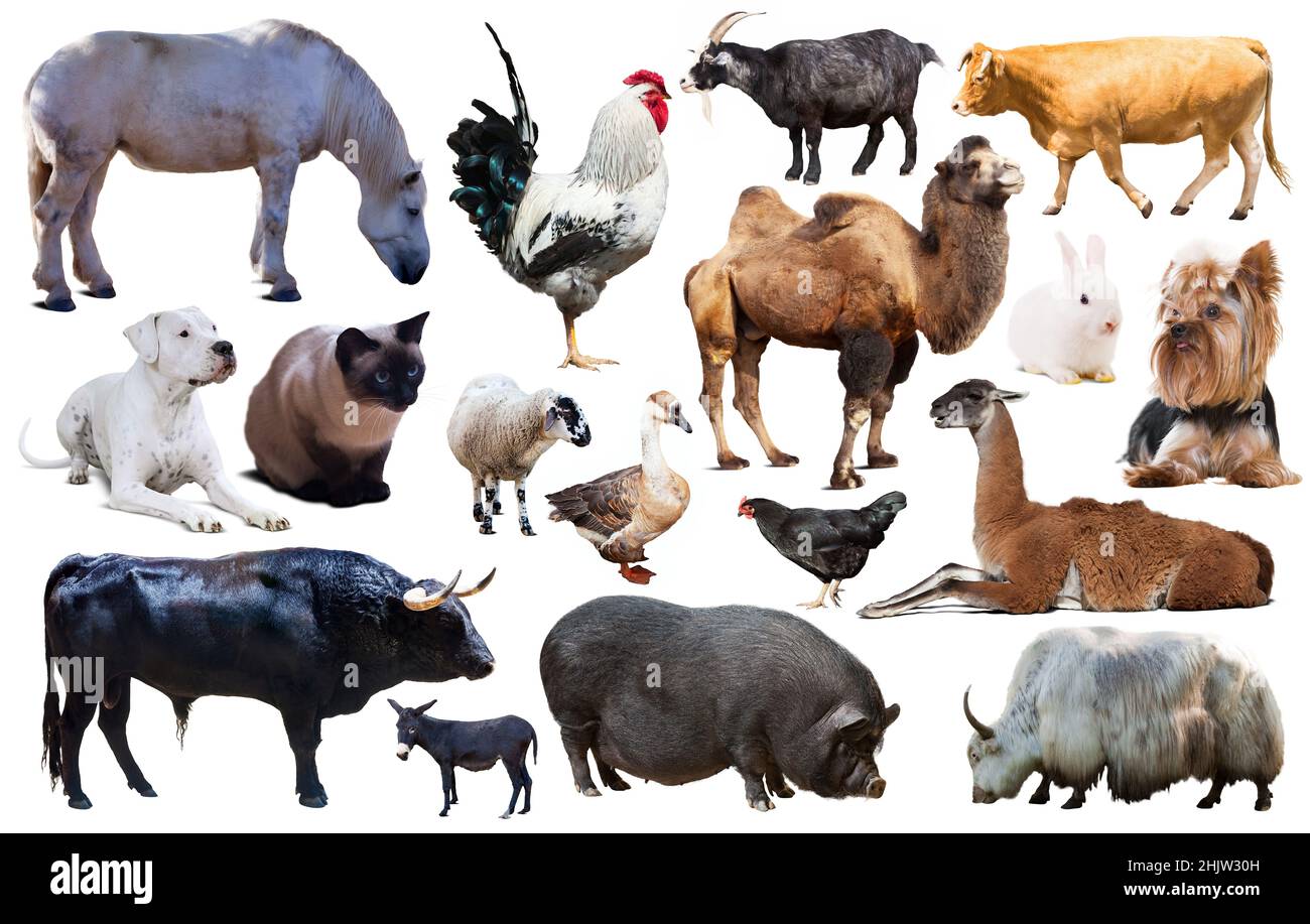 set of farm animals Stock Photo - Alamy