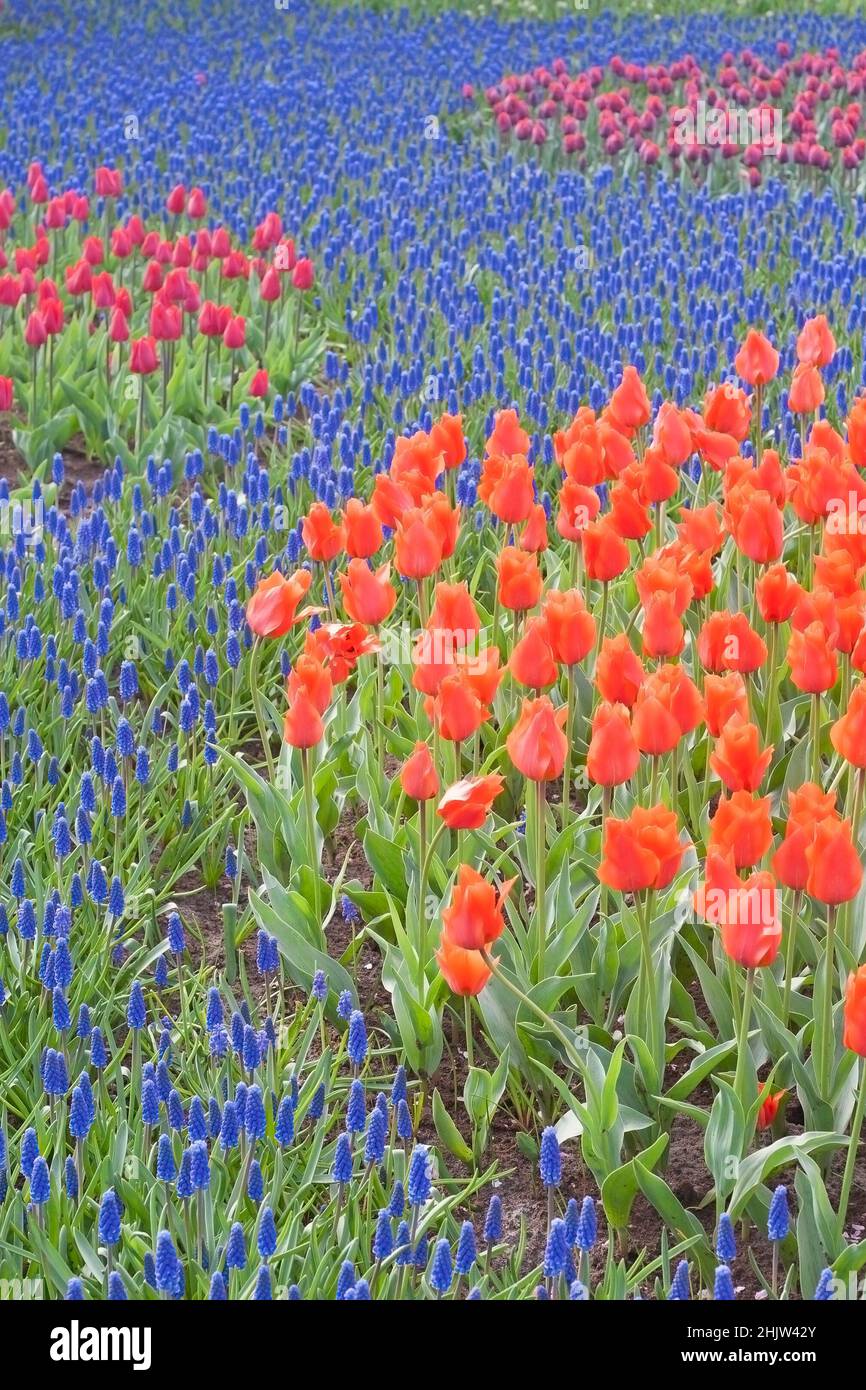 River of blue flowers (Muscari Bluefields Beauty) flowing through ...