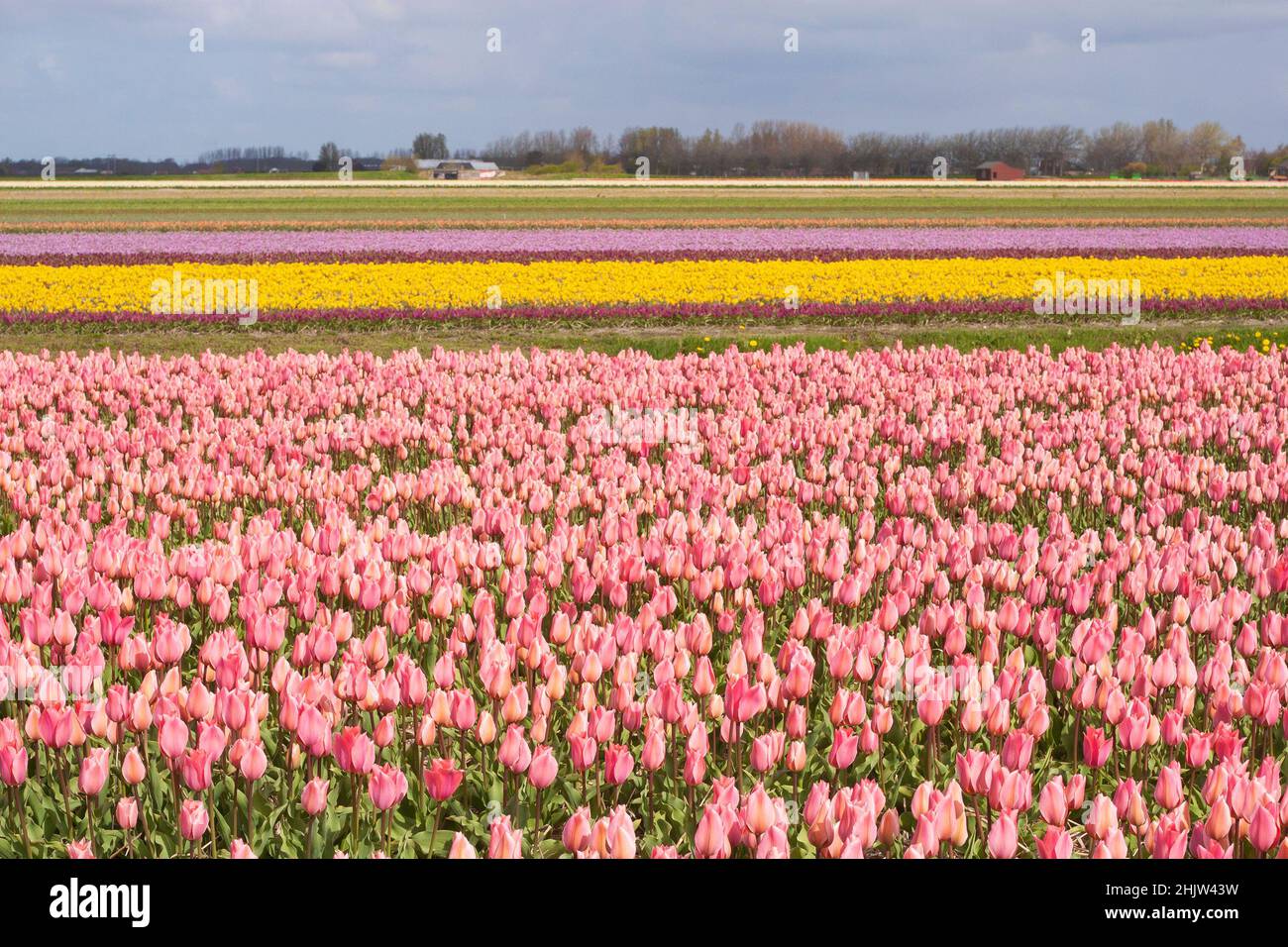 Pink tulips growing on farm field in South Holland province, The ...