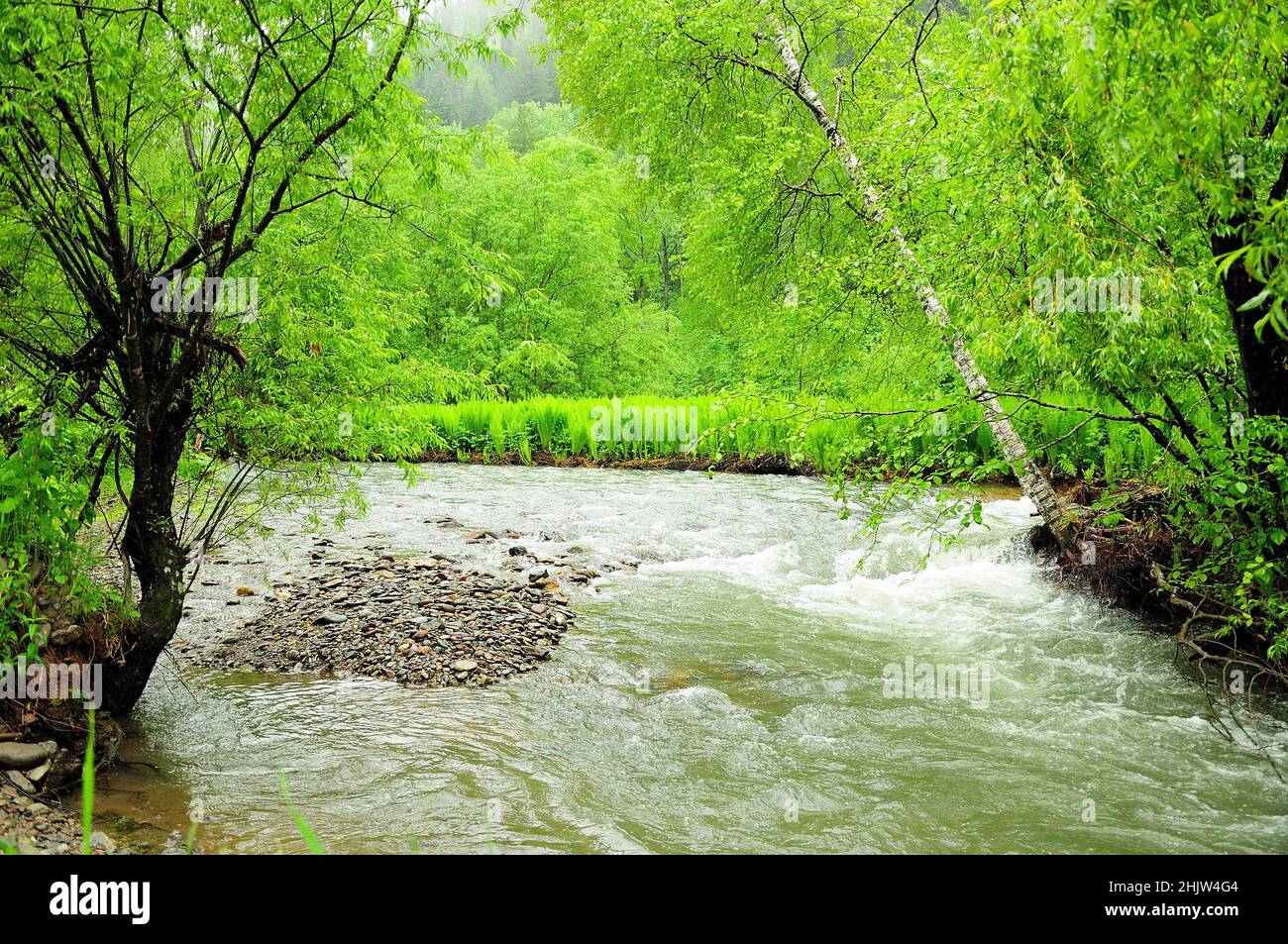 The rapid stream of a stormy shallow river flows through the morning ...