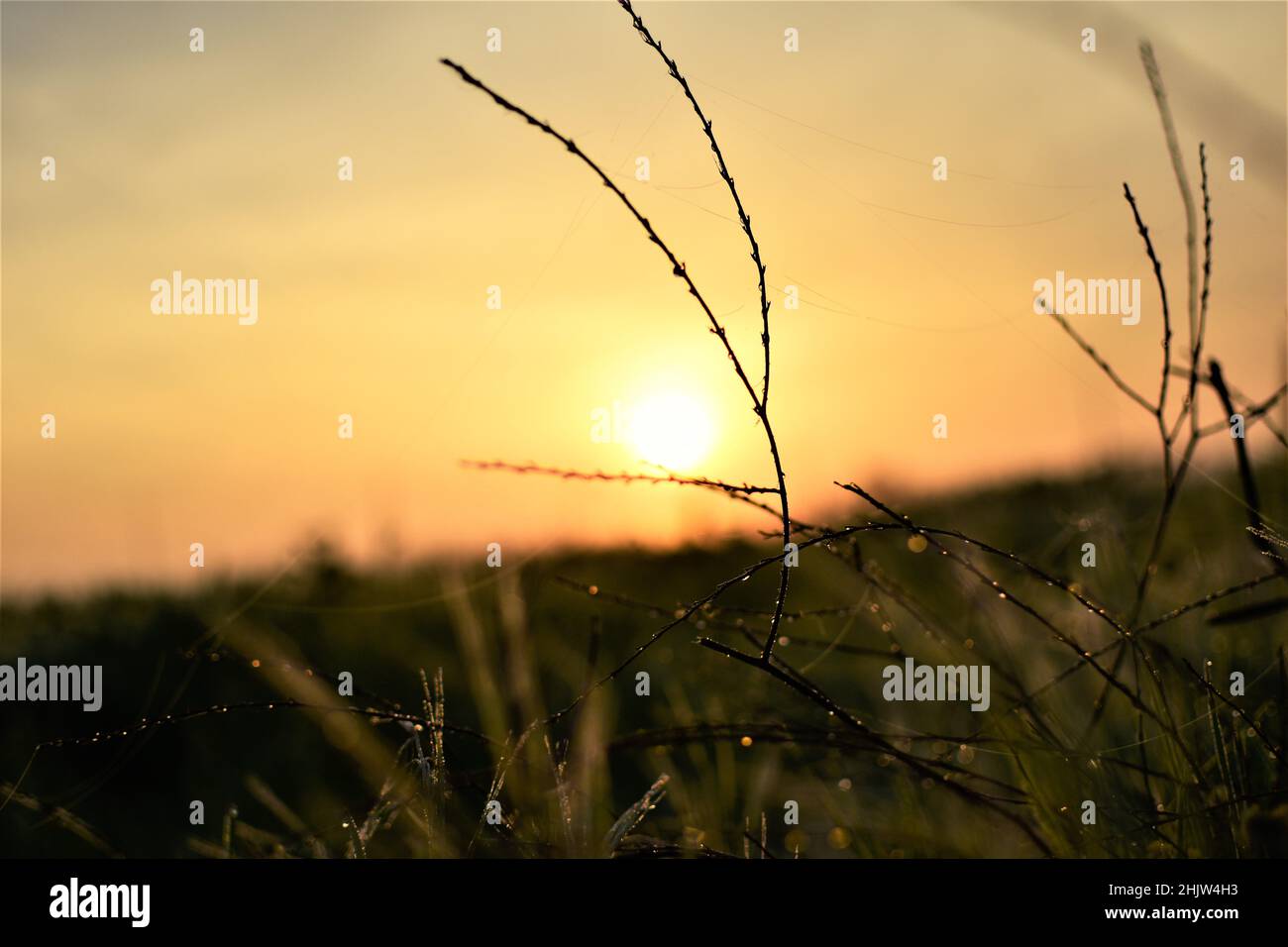 Closeup shot of sun ryas falling on a plant Stock Photo - Alamy