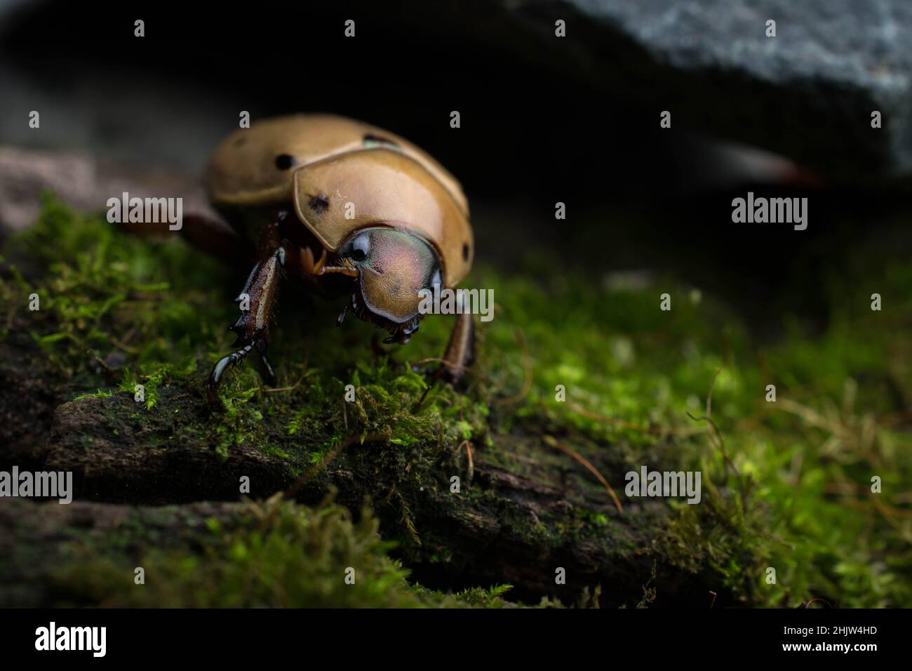 Macro shot of a Geotrupidae Stock Photo - Alamy