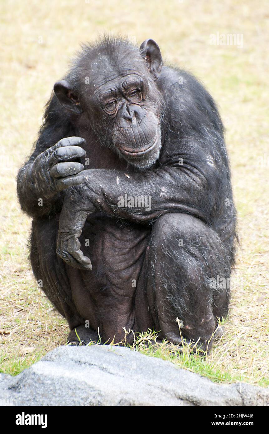 Funny beastie hi-res stock photography and images - Alamy