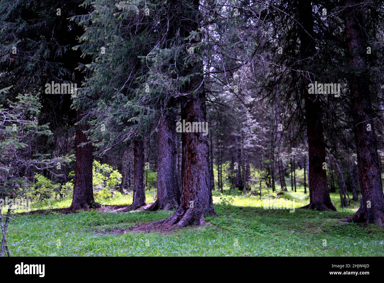 Shot trees in beautiful hi-res stock photography and images - Alamy