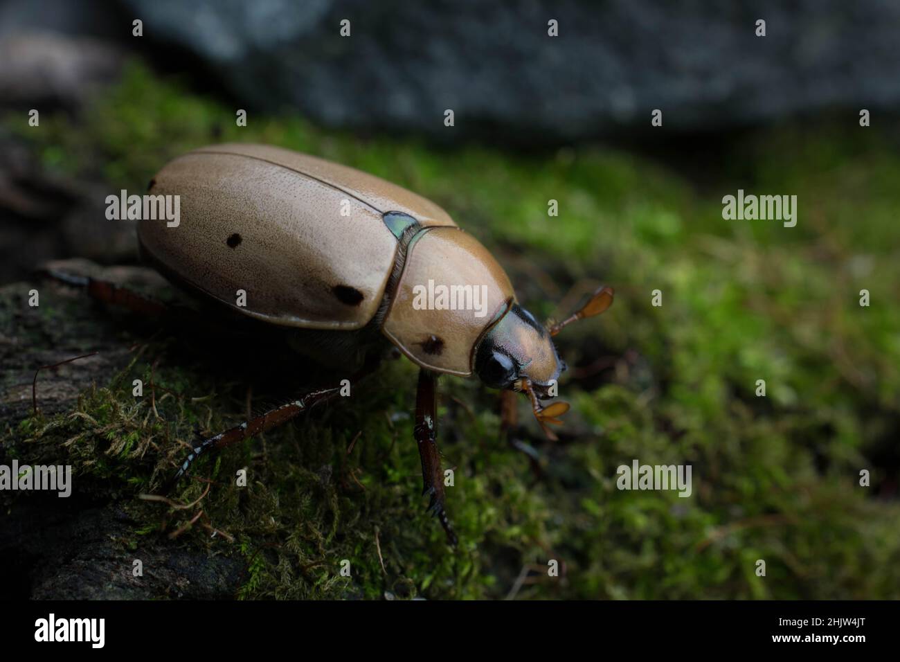 Macro shot of a Geotrupidae Stock Photo - Alamy