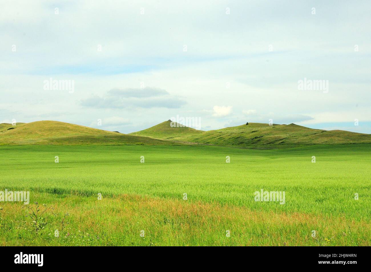 High hills in the endless summer steppe overgrown with grass under a ...