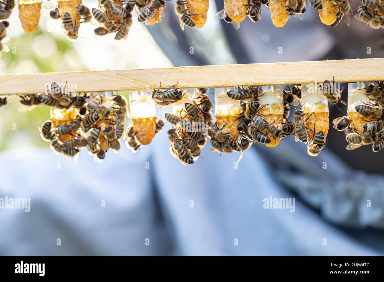 Beekeeping queen cell for larvae queen bees. beekeeper in apiary with ...