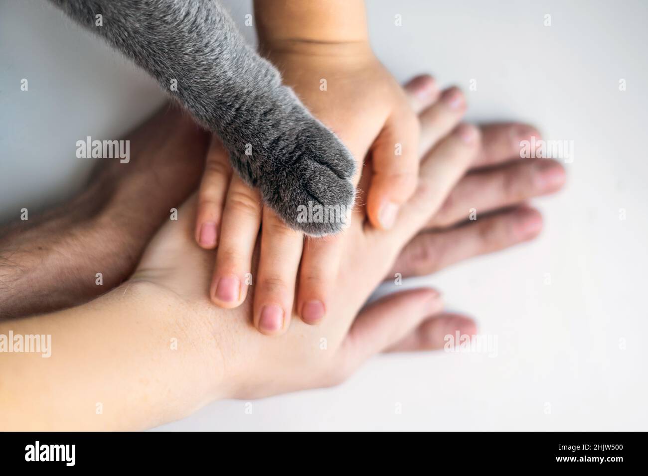 The hands of the family and the furry paw of the cat as a team ...