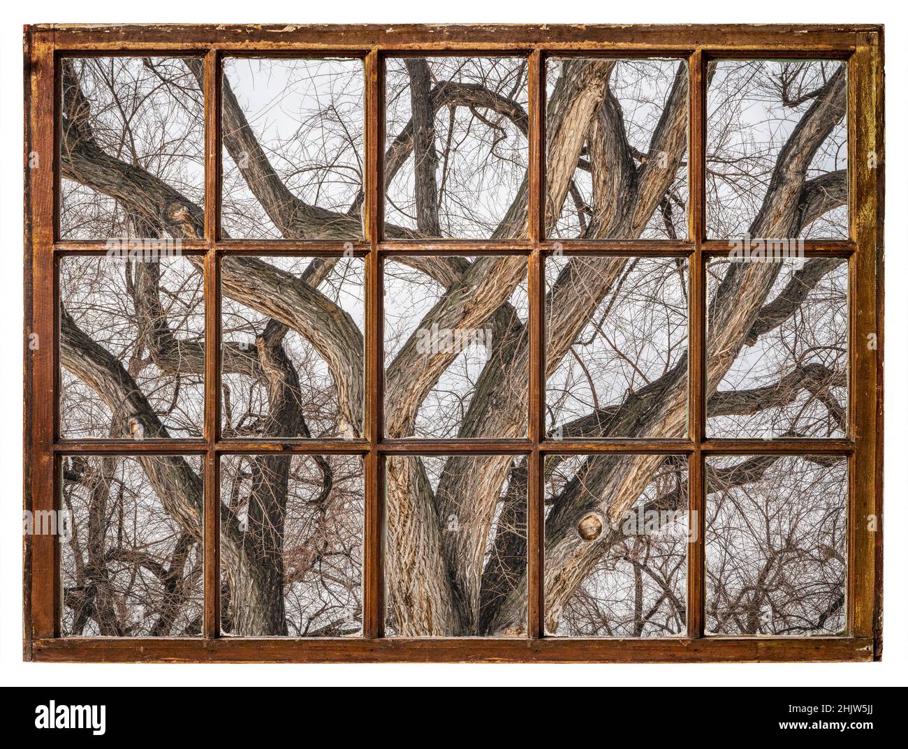 winter leafless tree background with twisted trunks and branches ...
