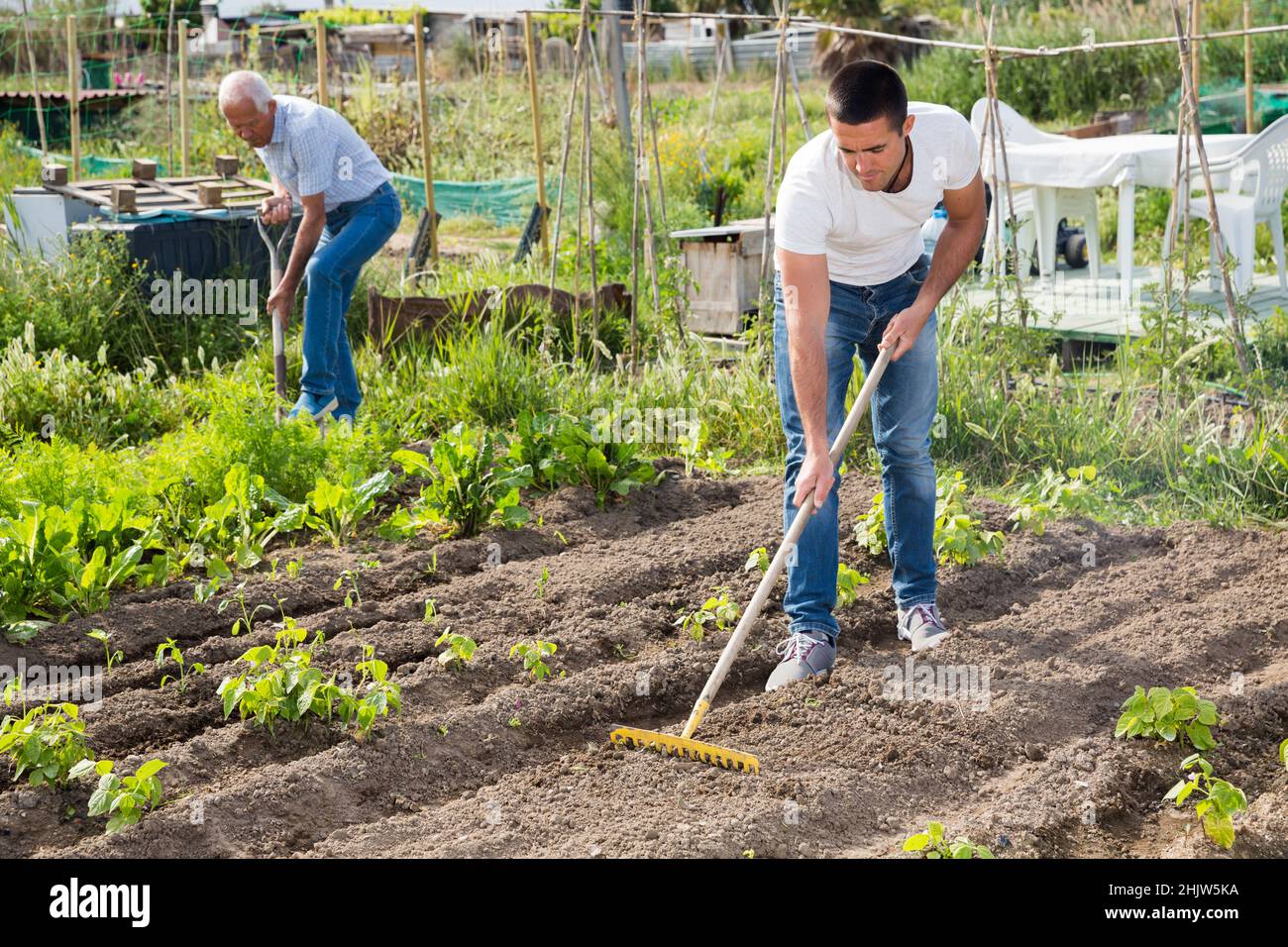 Elderly father and adult son work in the garden Stock Photo - Alamy