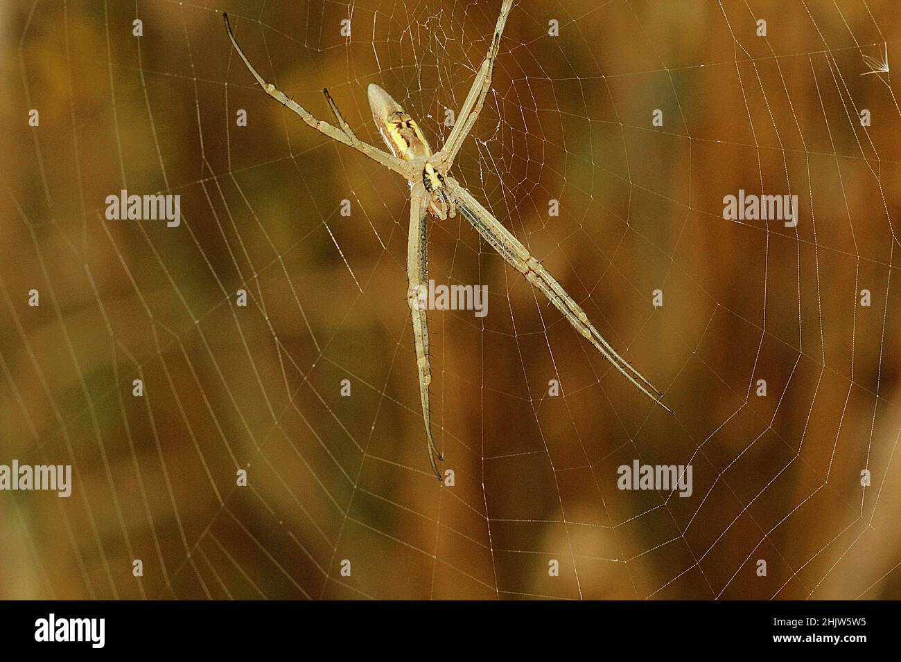 Big jawed /long tailed grass spider (Argiope protensa Stock Photo - Alamy