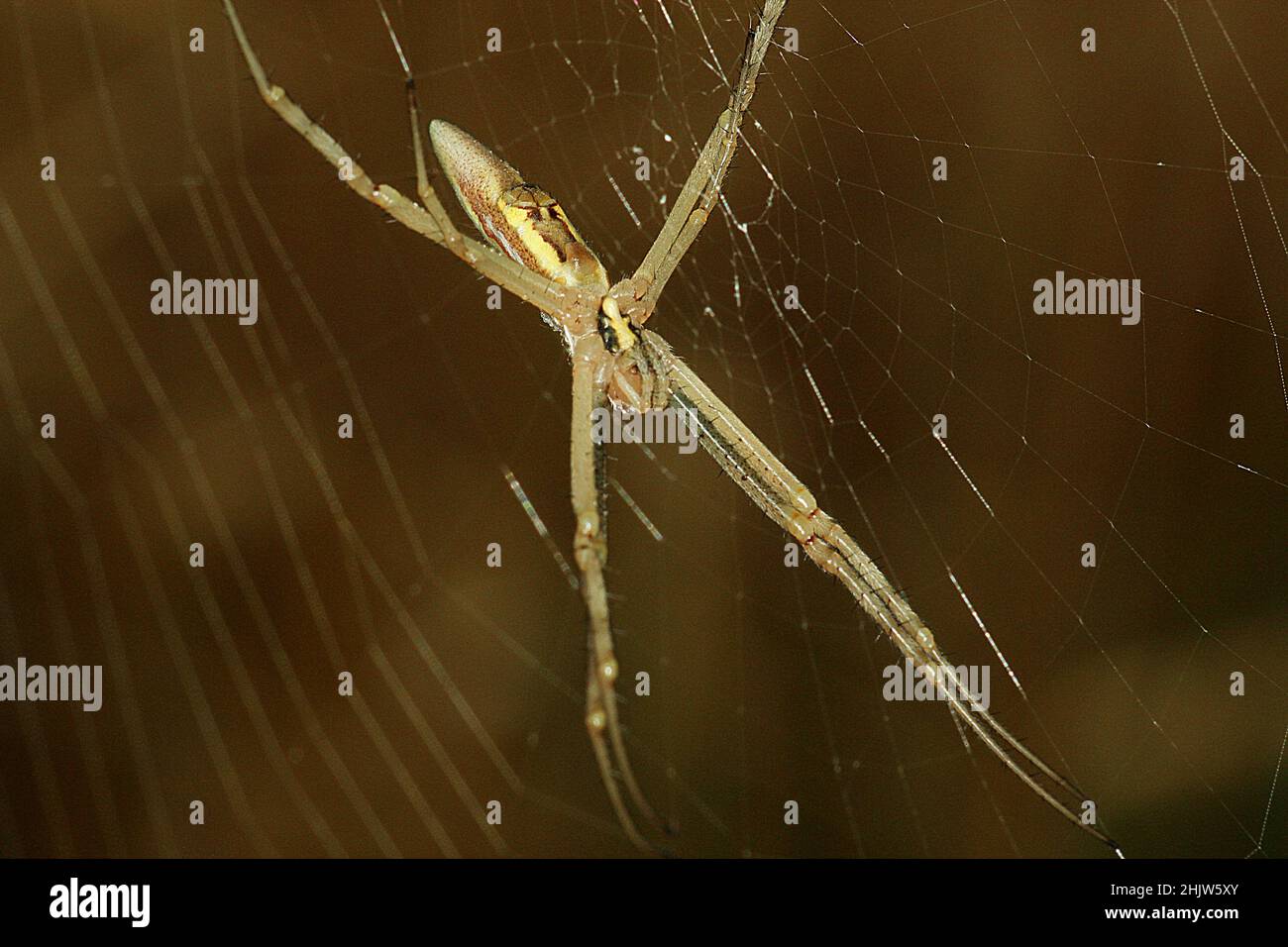 Long tailed spider hi-res stock photography and images - Alamy