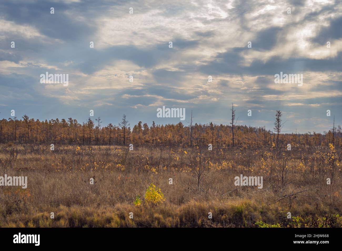 Autumn field and forest, clouds illuminated by the dawn Stock Photo - Alamy