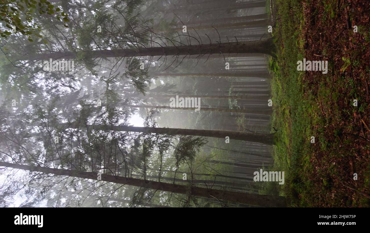 Vertical shot of the pine trees in the forest in a foggy weather Stock ...