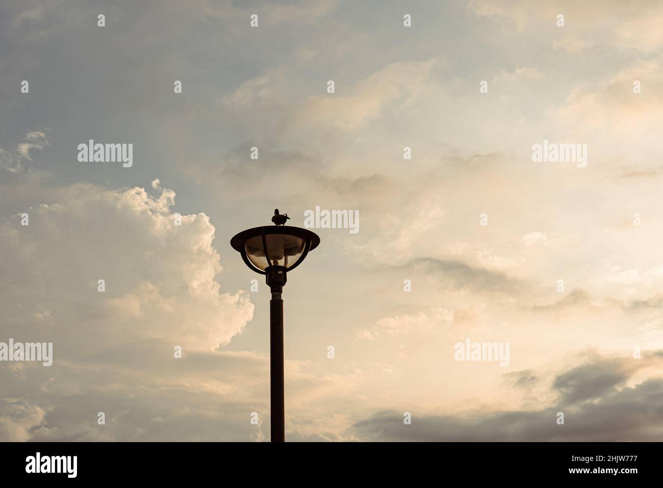 Bird sitting on the street lamp during the sunset Pattaya, Thailand ...