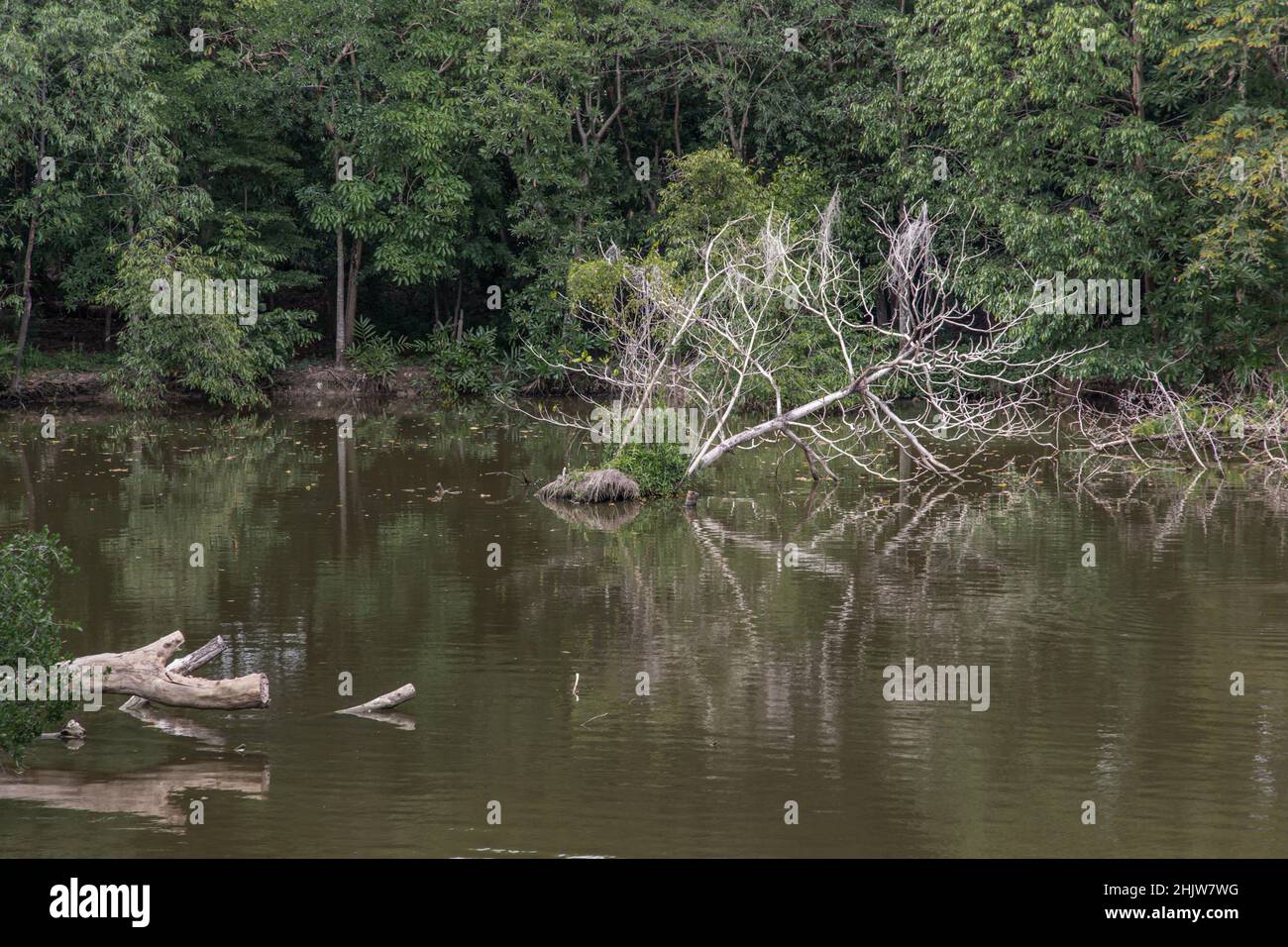 Broken tree along river hi-res stock photography and images - Alamy