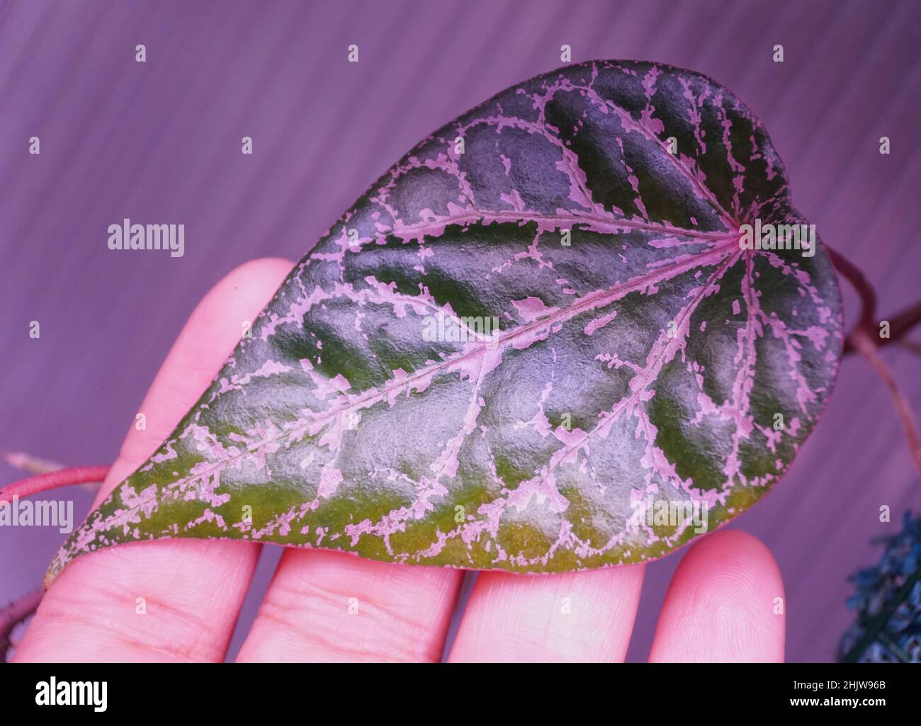 Piper crocatum hi-res stock photography and images - Alamy