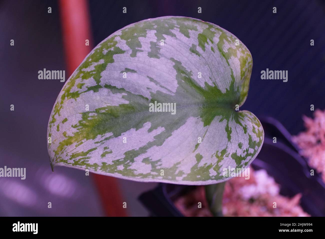 Close up of a silver and green leaf of Scindapsus Pictus Exotica, a ...