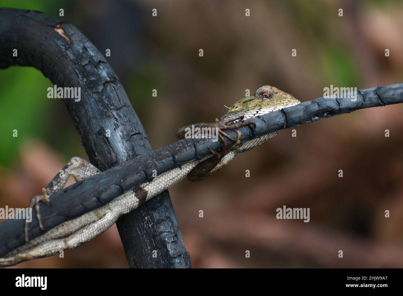 Changeable lizard holding on a burned twig. Calotes versicolor Stock ...