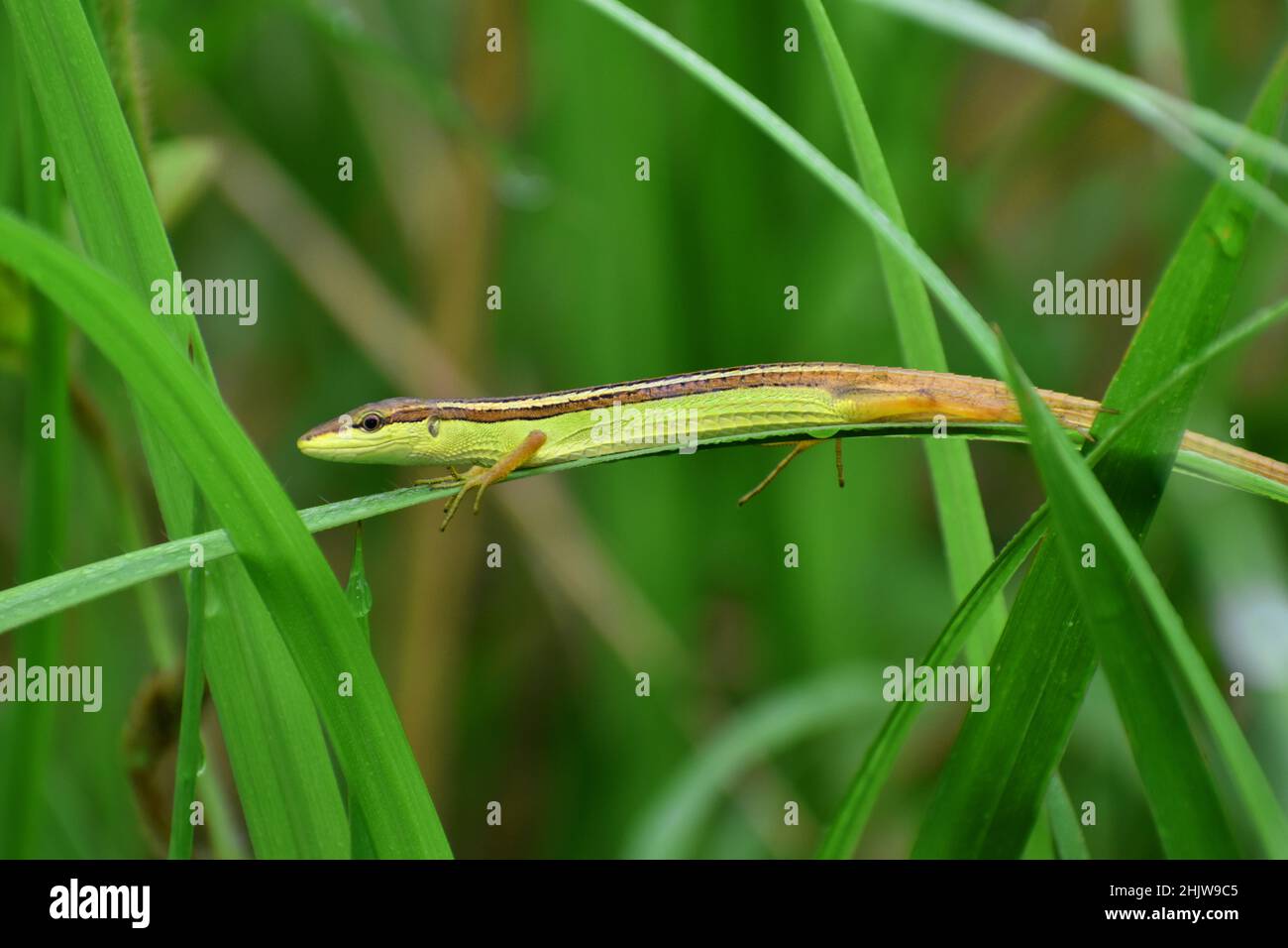 Pointed snout lizard hi-res stock photography and images - Alamy
