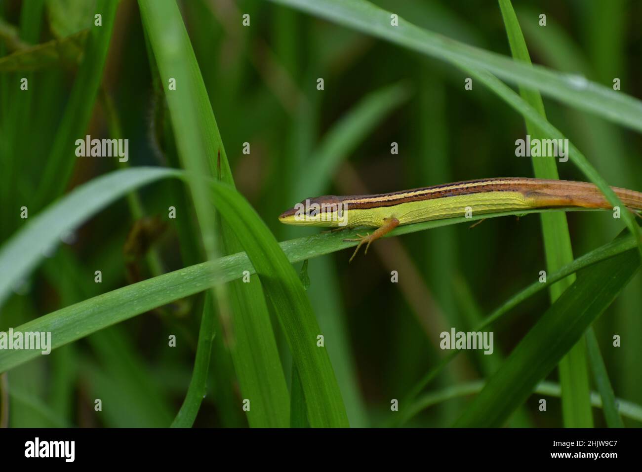 Asian grass lizard hi-res stock photography and images - Alamy