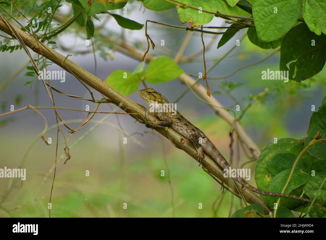 Changeable lizard rest among green leaves. Calotes versicolor Stock ...
