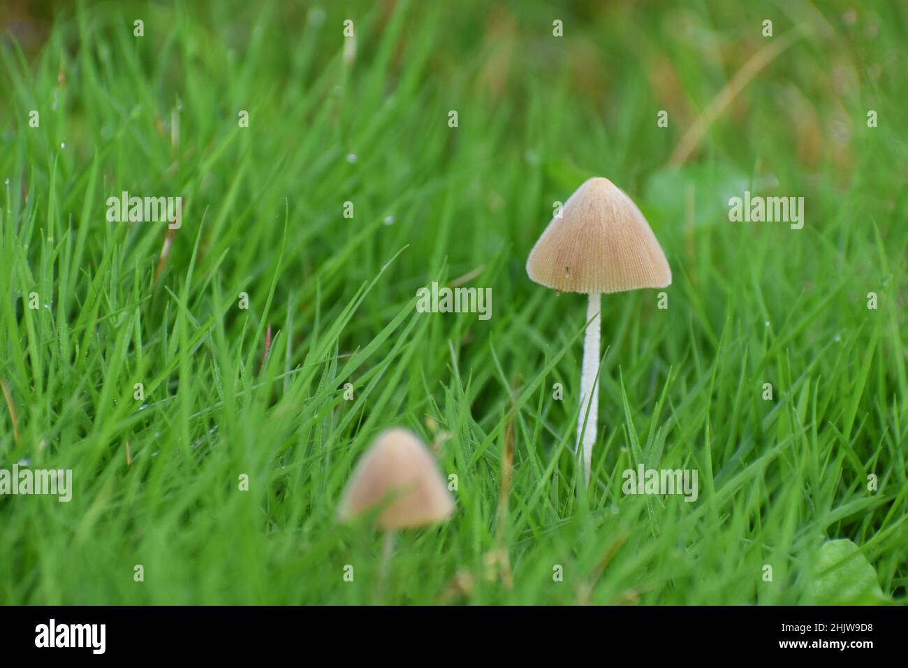 Tiny fungi grows among green grass Stock Photo - Alamy