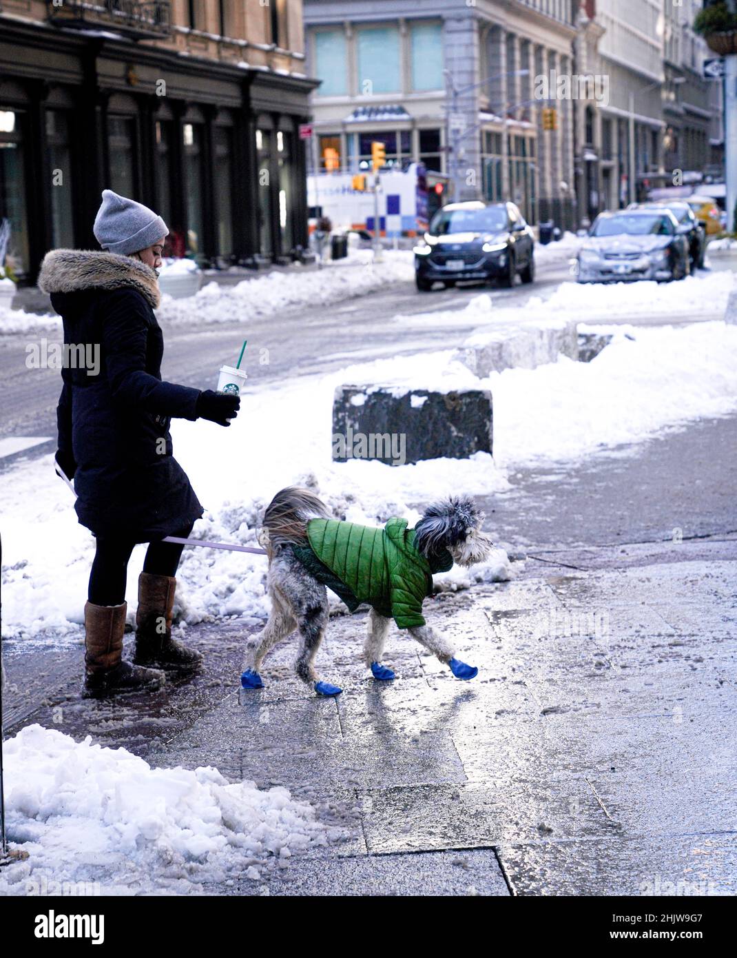 New Yorkers taking their dogs out for a walk in Madison Square Park ...