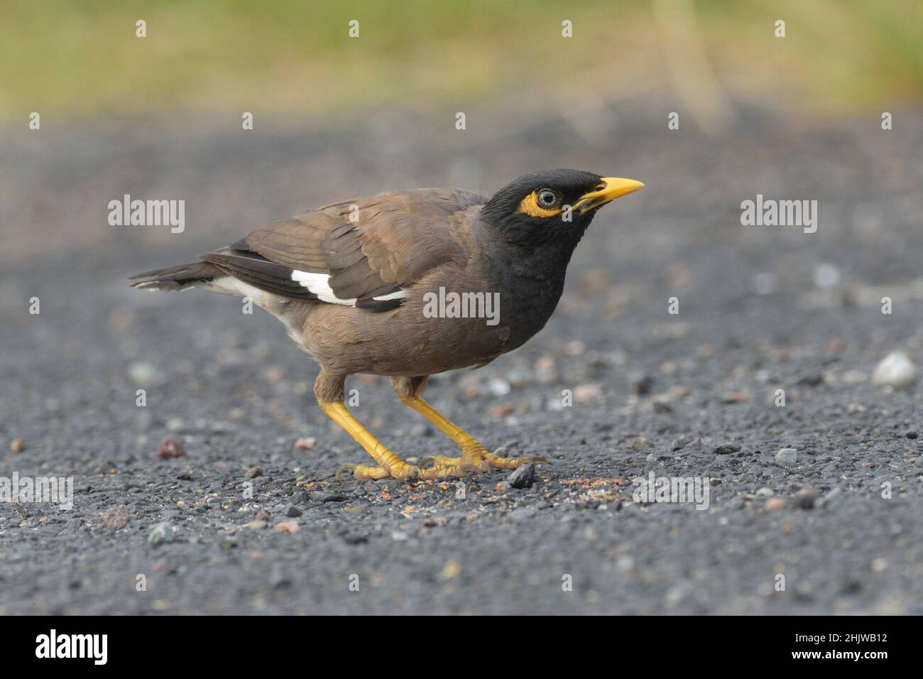 Common Myna or Indian myna (Acridotheres tristis) in Australia, an ...