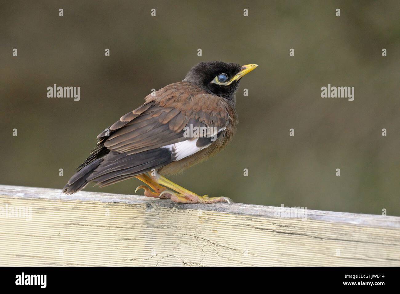 Indian mynah bird australia hi-res stock photography and images - Alamy