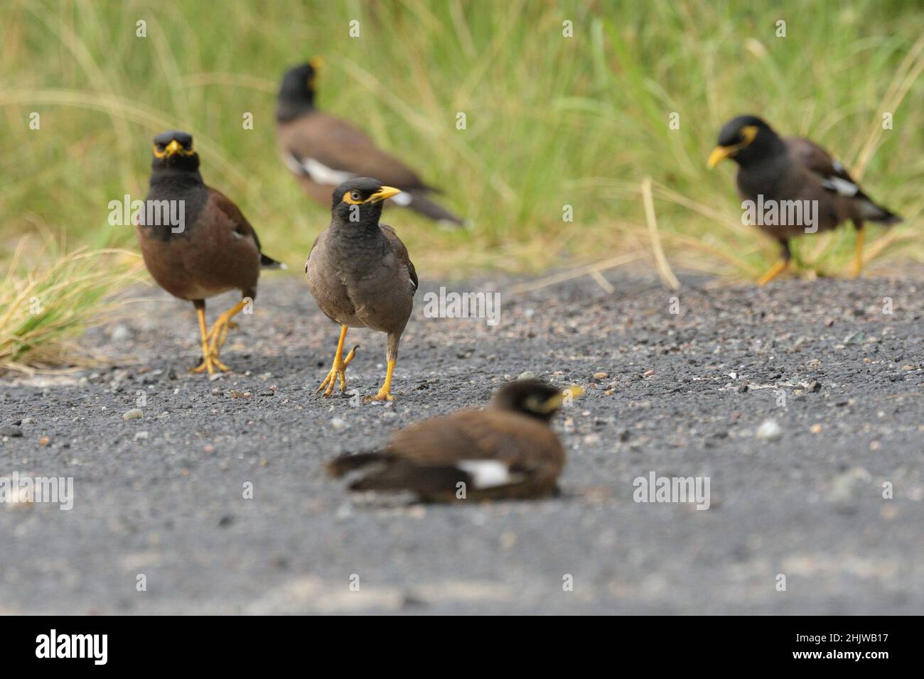 A group of Common Mynas or Indian myna (Acridotheres tristis) in ...