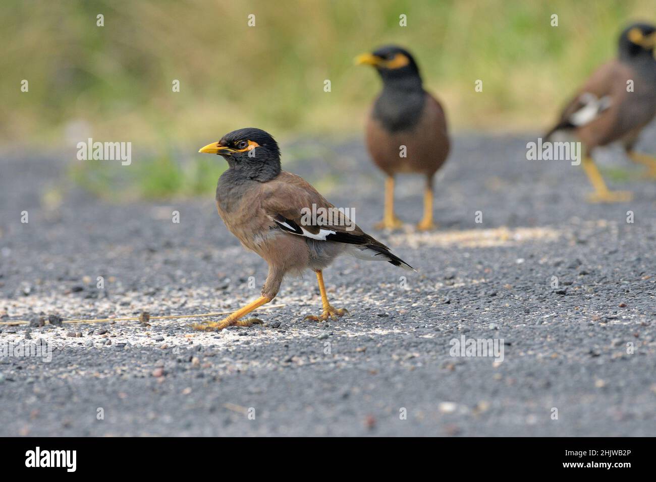 Pest bird hi-res stock photography and images - Alamy